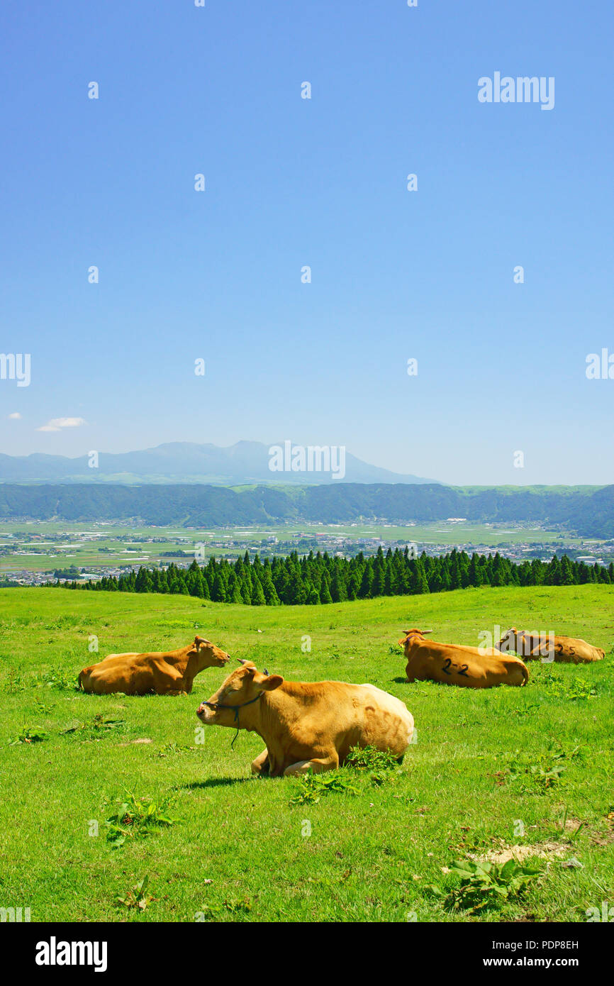 Ranch in Aso, Kumamoto Prefecture, Japan Stock Photo - Alamy