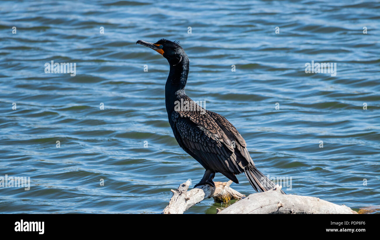 Double Crested Cormorant, Phalacrocorax auratus, pre breeding plumage ...