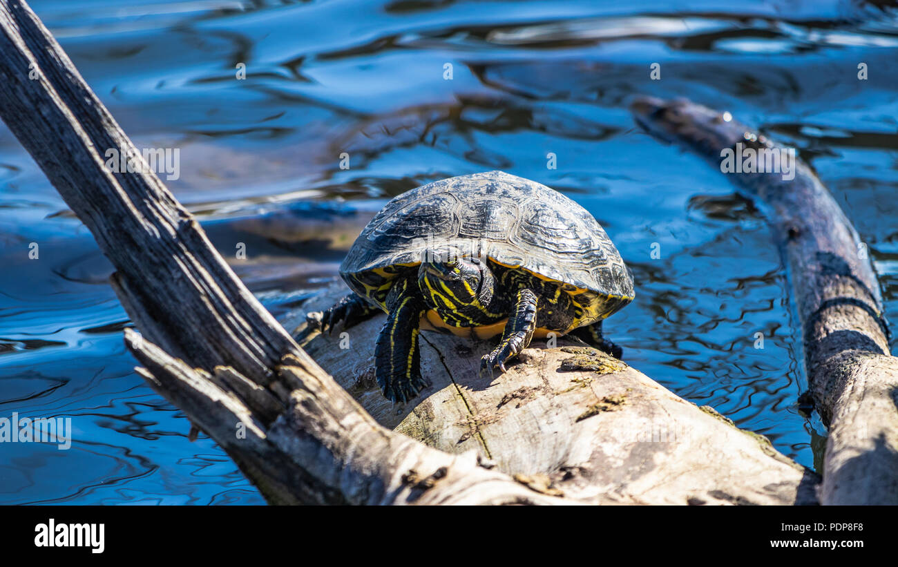 Painted Turtle, Chrysemys picta, sitting on submerged log Jefferson ...