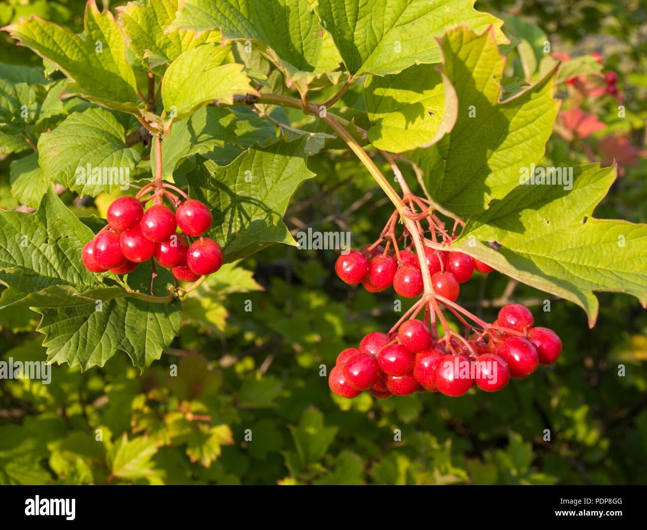 Viburnum shrub in the garden Stock Photo - Alamy