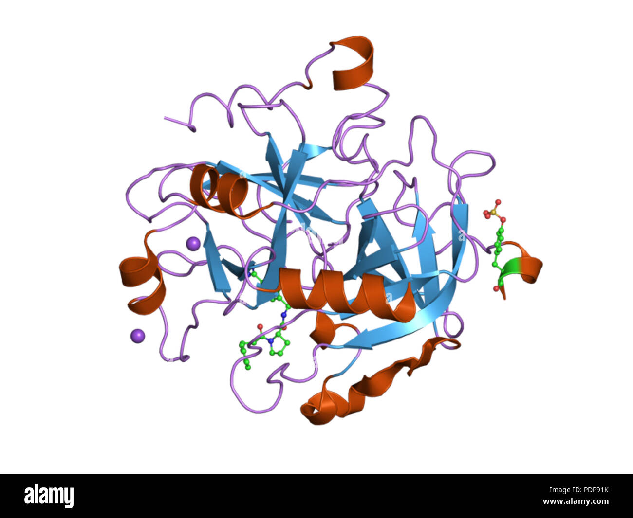 Scientific classification system hi-res stock photography and images ...