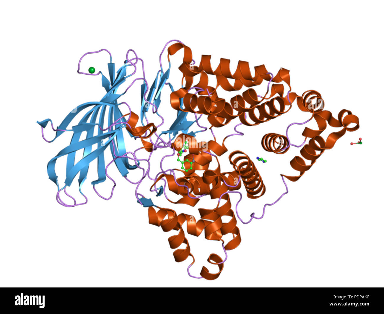 Rna transcript Cut Out Stock Images & Pictures - Alamy