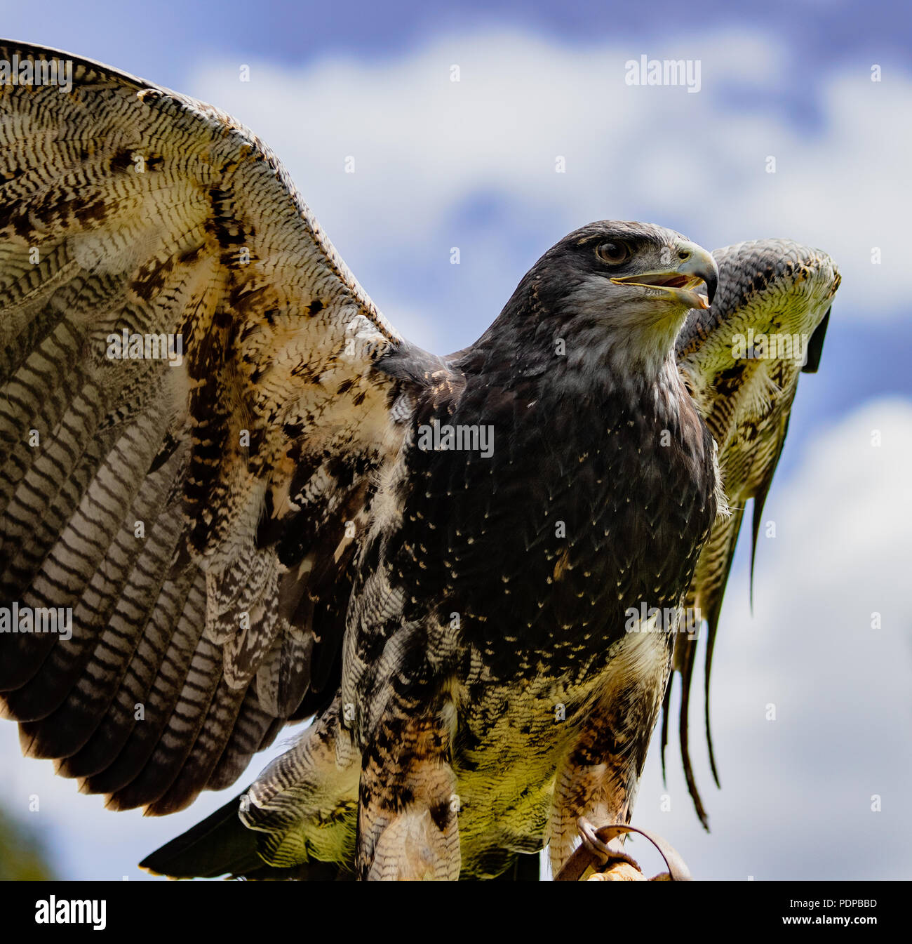 Black-Chested Buzzard-Eagle surveys his domain at a bird rescue center in Ecuador Stock Photo ...