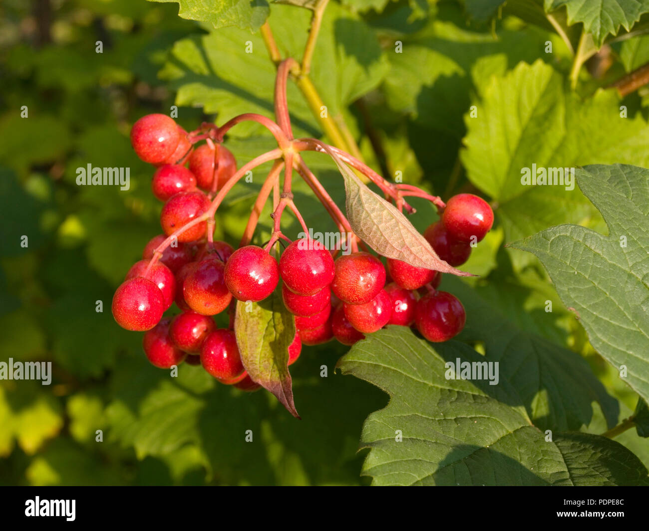 Bunch of viburnum berries Stock Photo - Alamy