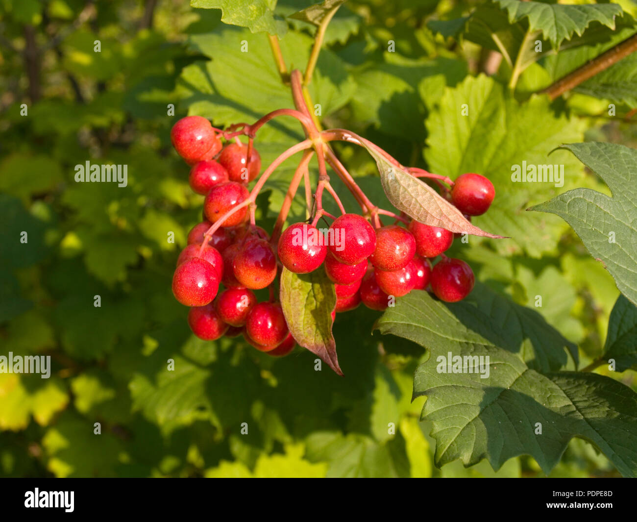 Viburnum shrub in the garden Stock Photo - Alamy