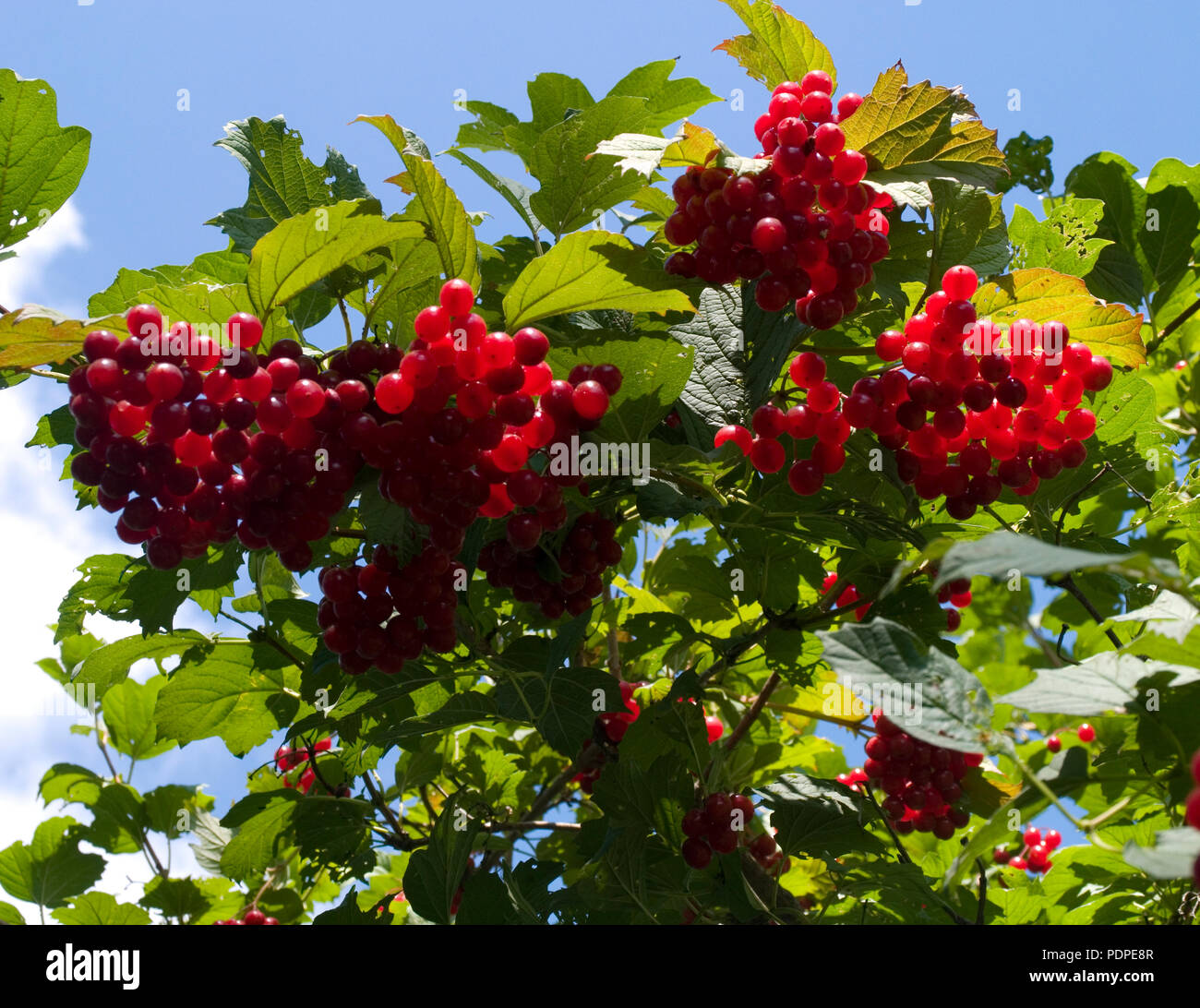 Viburnum shrub in the garden Stock Photo - Alamy