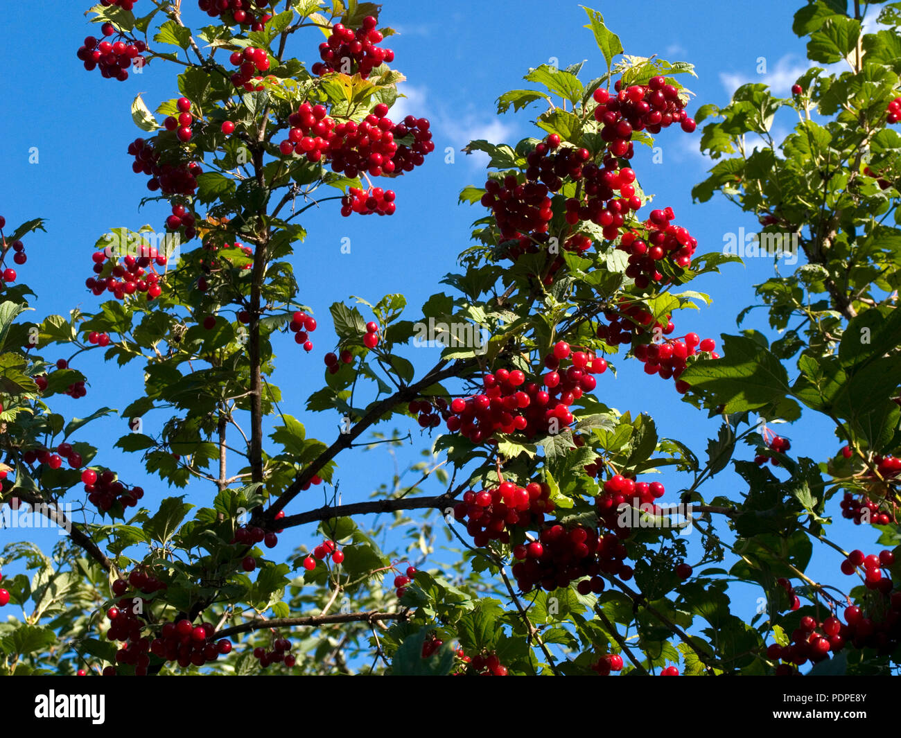 Viburnum shrub in the garden Stock Photo - Alamy