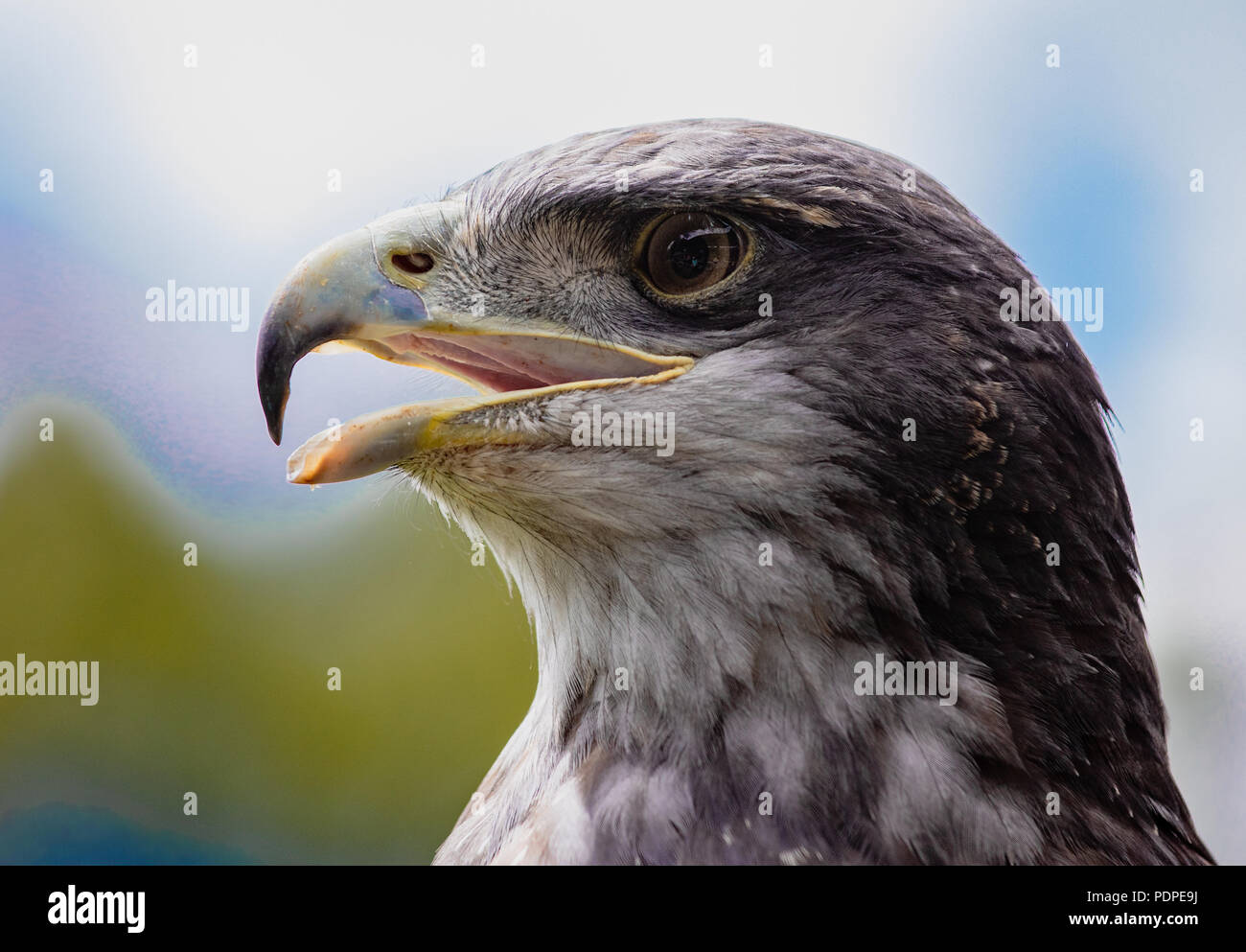 Young black chested buzzard eagle hi-res stock photography and images ...