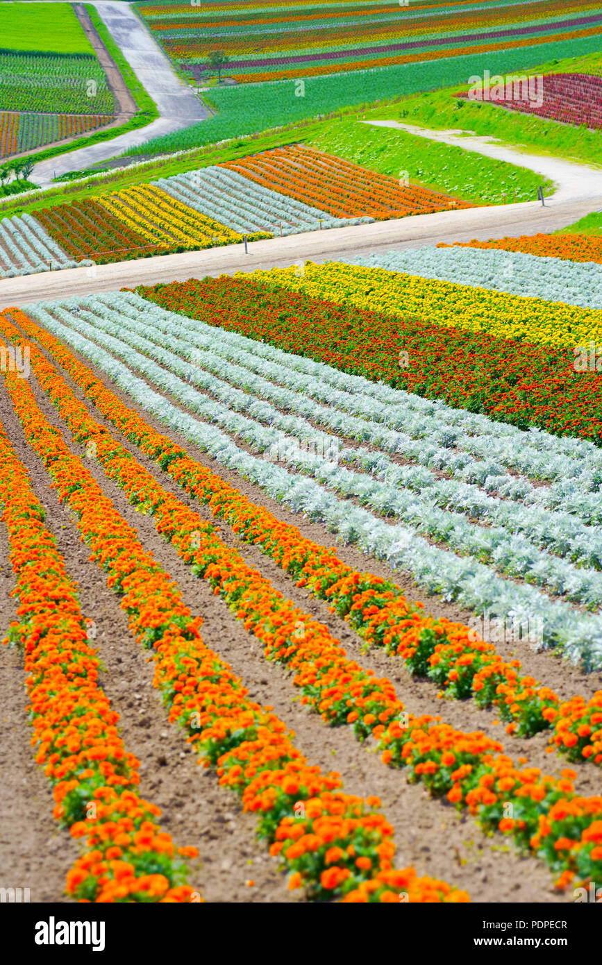 Flower Field, Hokkaido, Japan Stock Photo - Alamy