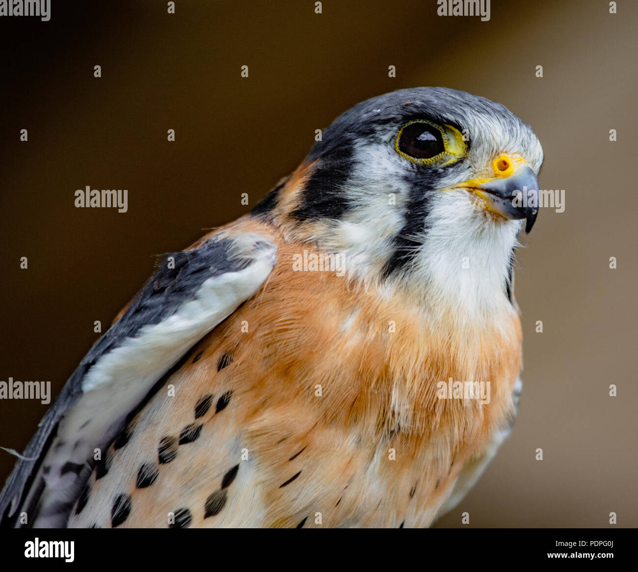 American kestrel sitting on a perch Stock Photo - Alamy