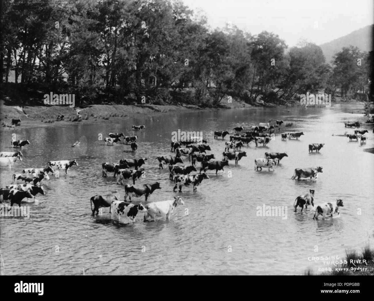 31 Cattle crossing the Tuross River, 1890-1900 (4903861566 Stock Photo ...
