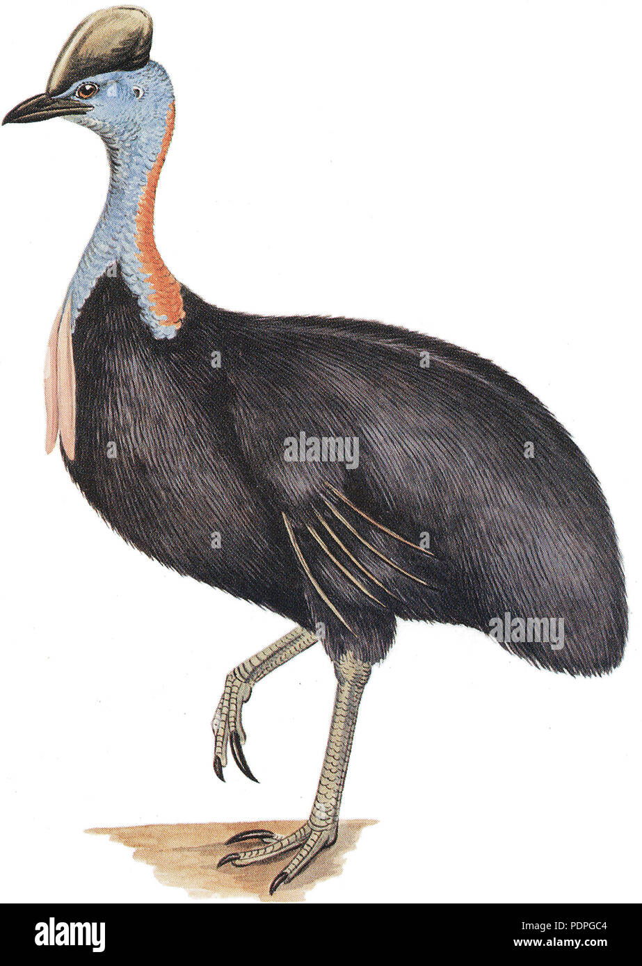 Helmet cassowary southern cassowary cassowary Cut Out Stock Images ...