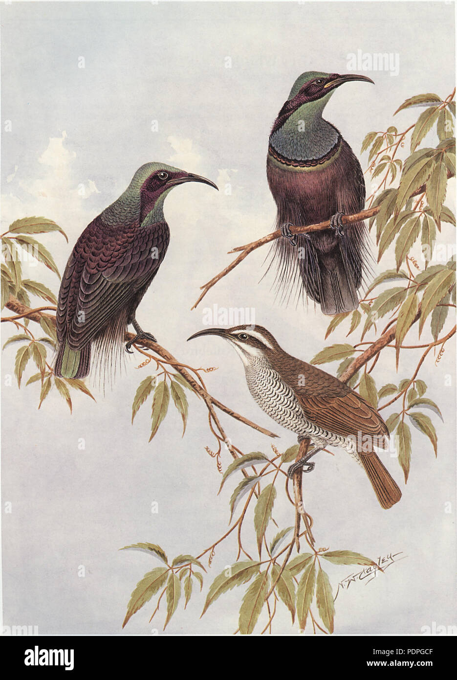 31 Cayley p22 Magnificent Riflebirds Stock Photo - Alamy