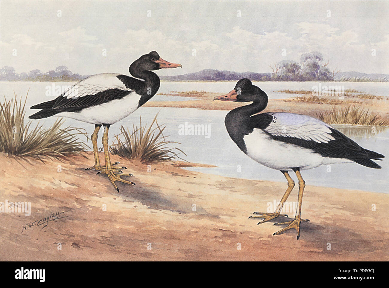 Magpie goose goose hi-res stock photography and images - Alamy