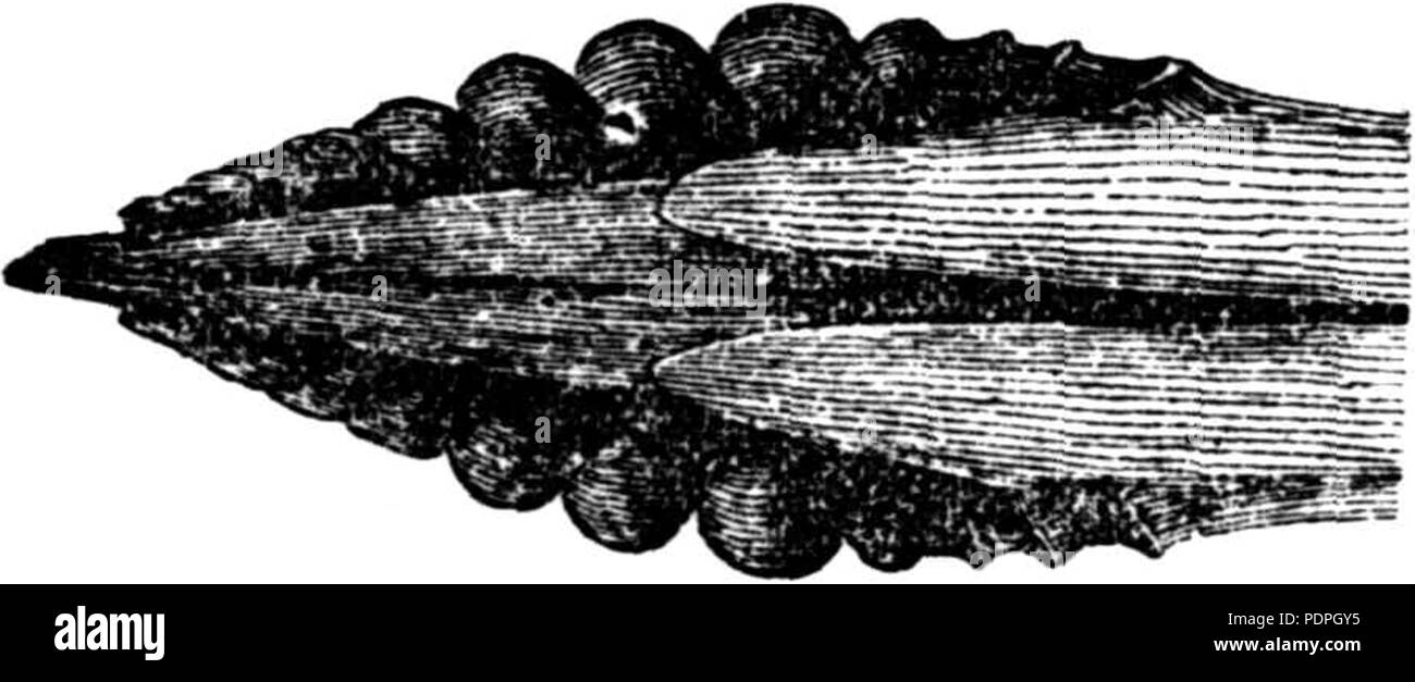 Ovipositor Black and White Stock Photos & Images - Alamy