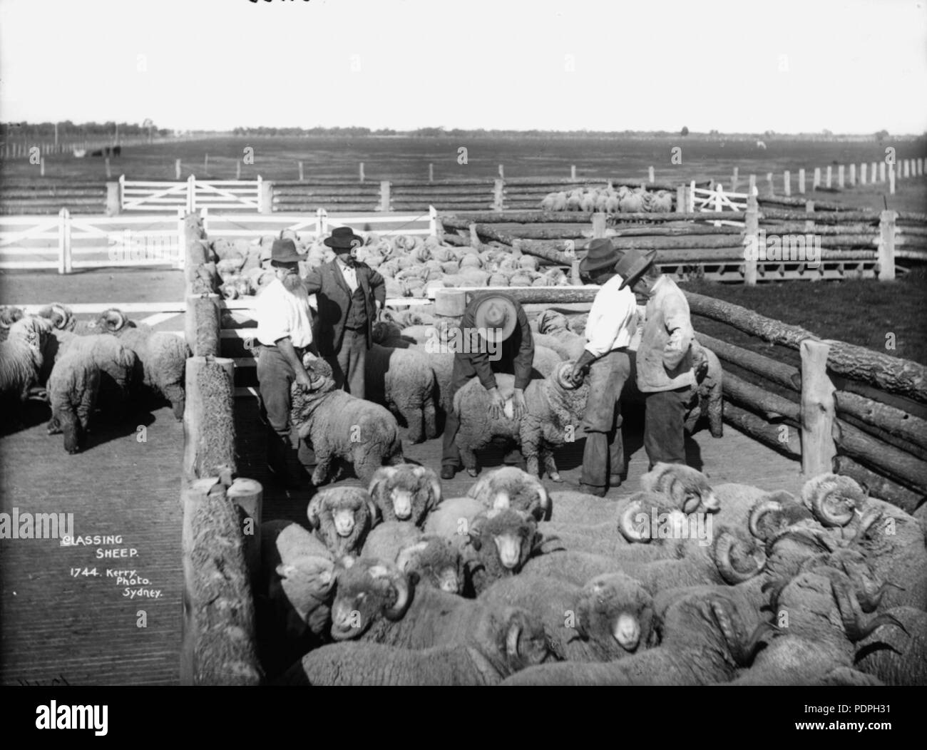 Sheep identification Black and White Stock Photos & Images - Alamy