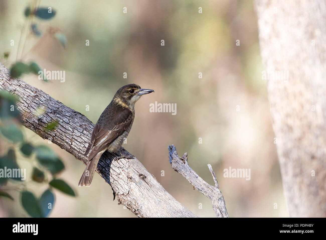 Grey butcherbird hi-res stock photography and images - Alamy