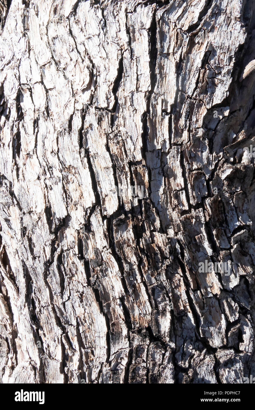 Pattern of bark hi-res stock photography and images - Alamy