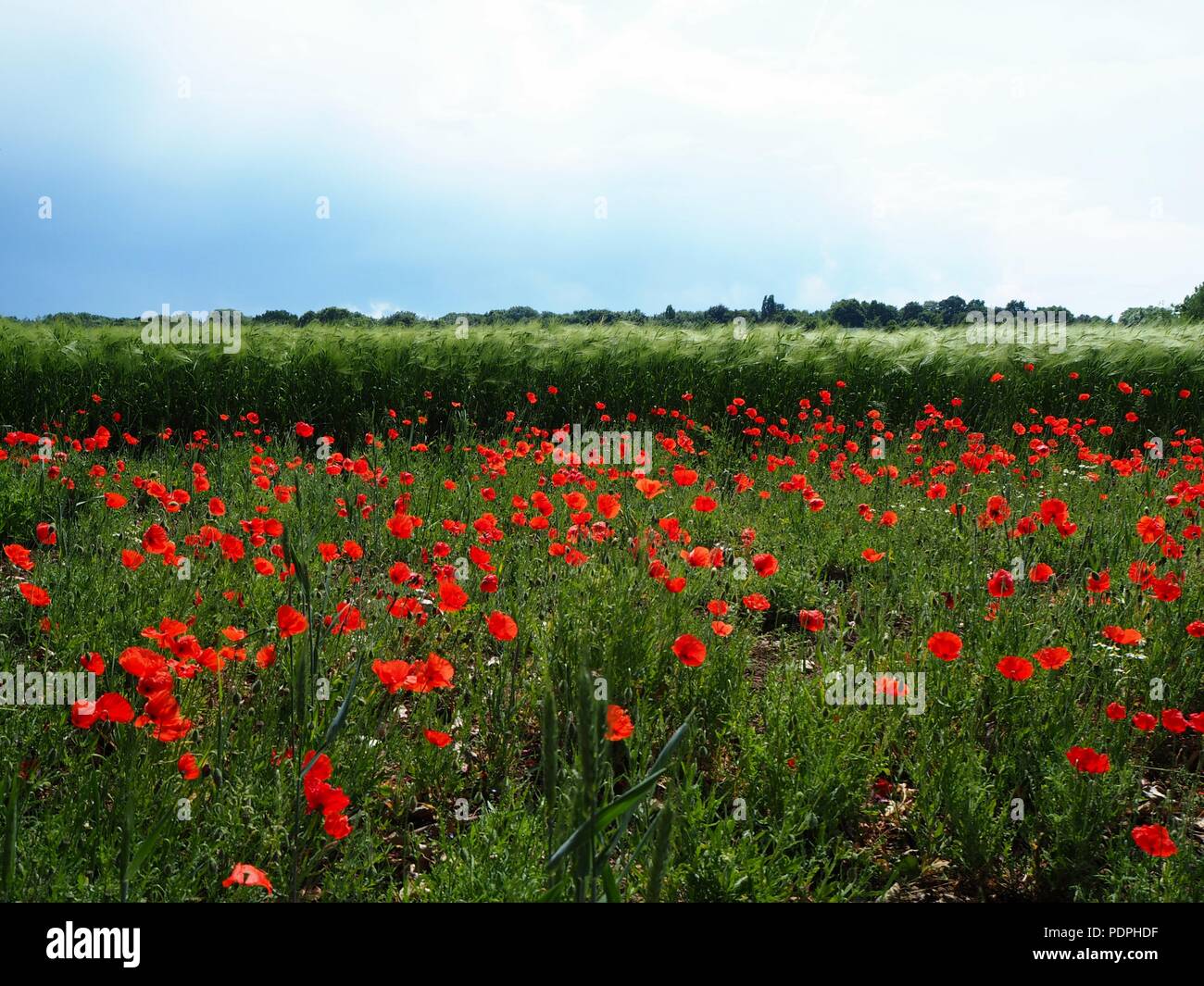 Poppy flower field Stock Photo - Alamy
