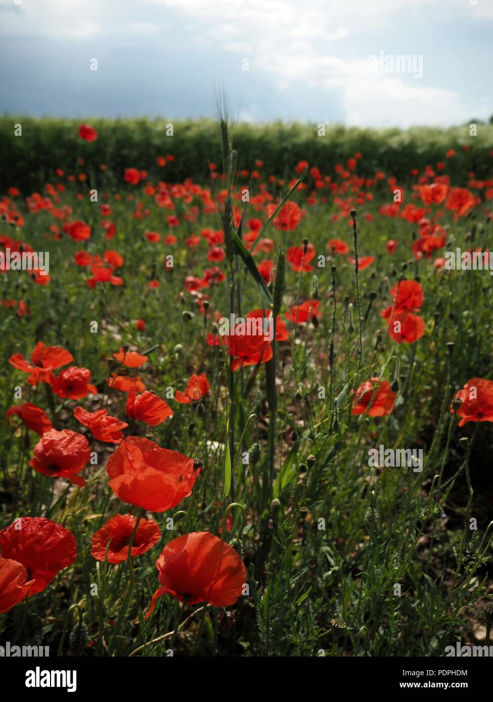 Poppy flower field Stock Photo - Alamy