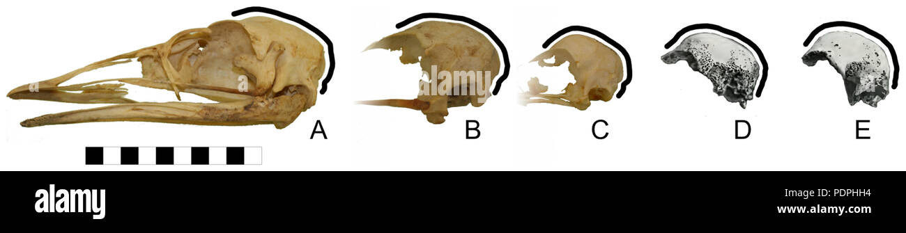 Emu skeleton hi-res stock photography and images - Alamy