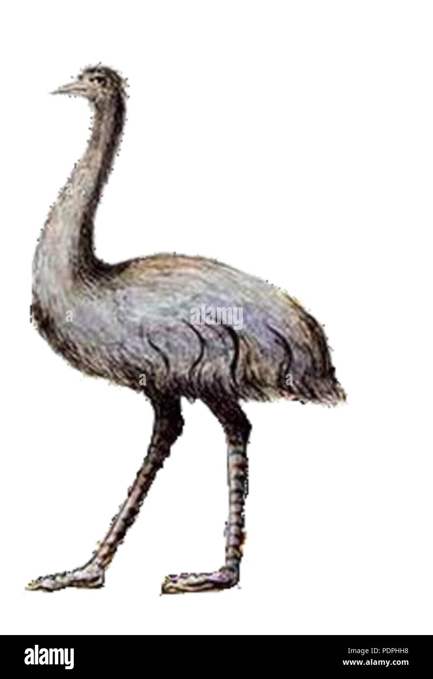 Emu adaptation hi-res stock photography and images - Alamy