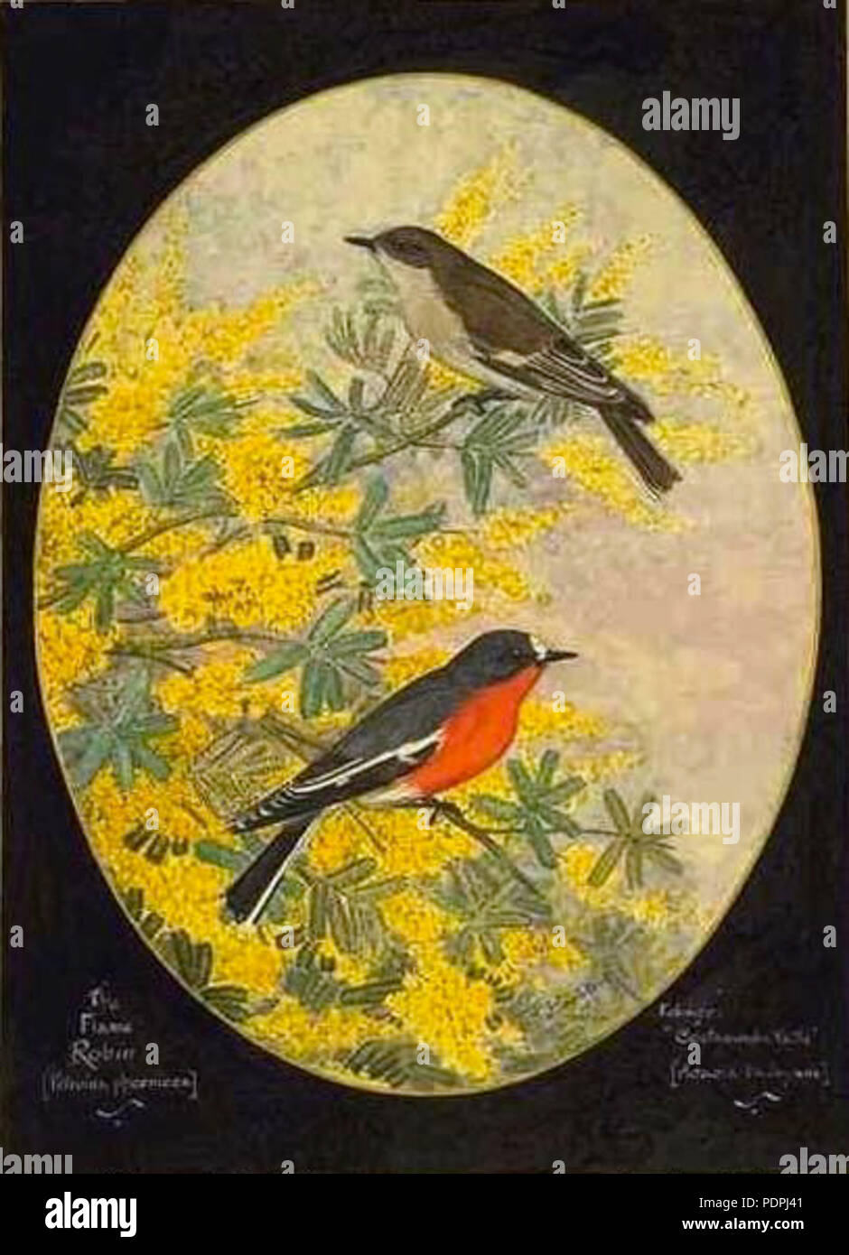 Flame robin hi-res stock photography and images - Alamy