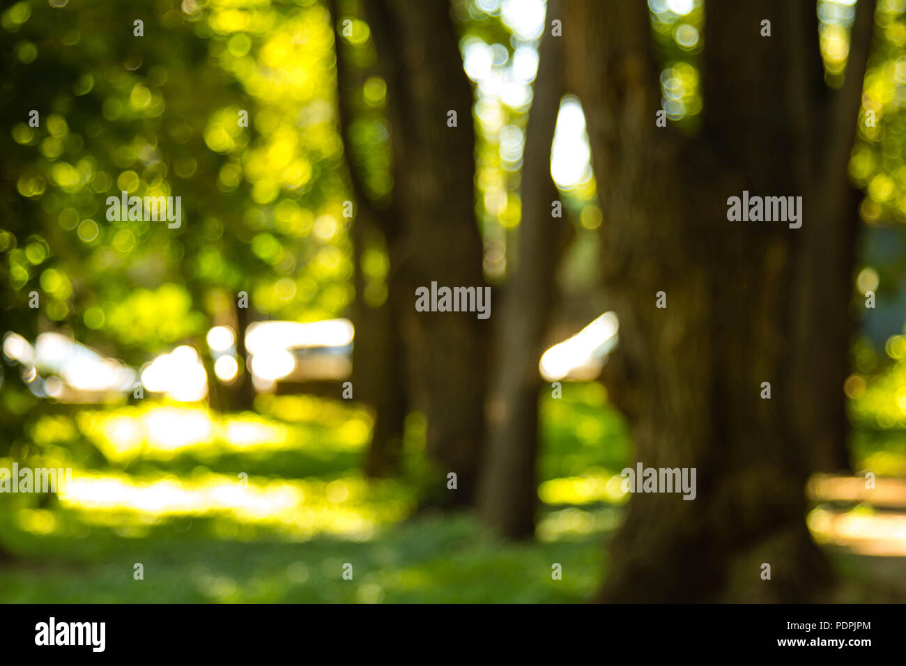 Defocused image of a forest with sunshine and green leaves. Abstract ...