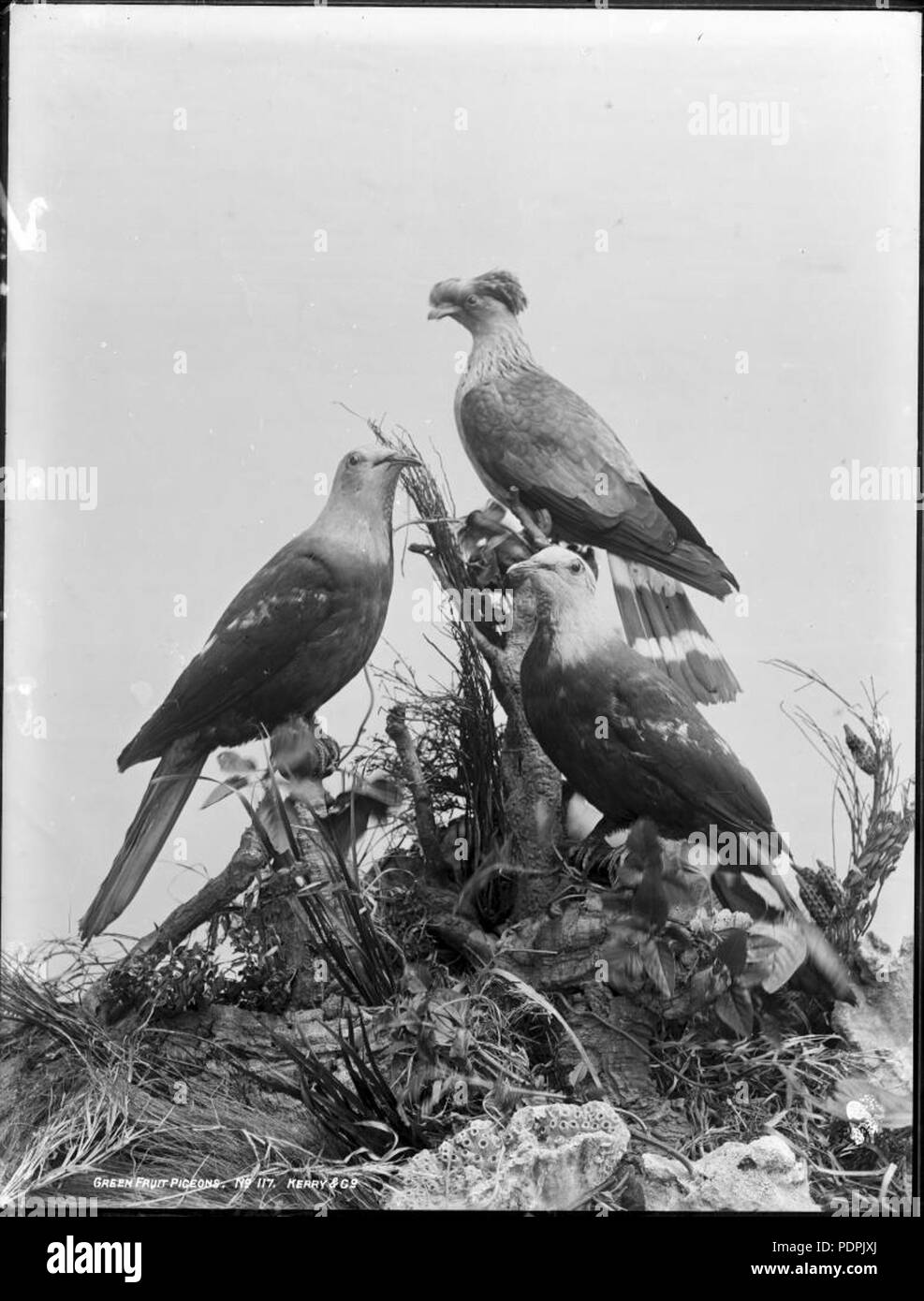 Fruit and observation Black and White Stock Photos & Images - Alamy