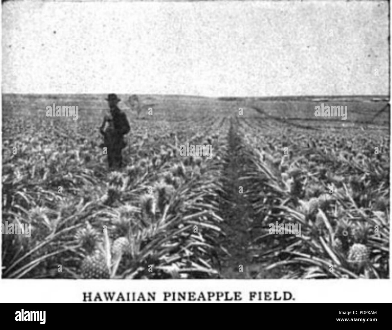 Crop cultivation u Black and White Stock Photos & Images - Alamy