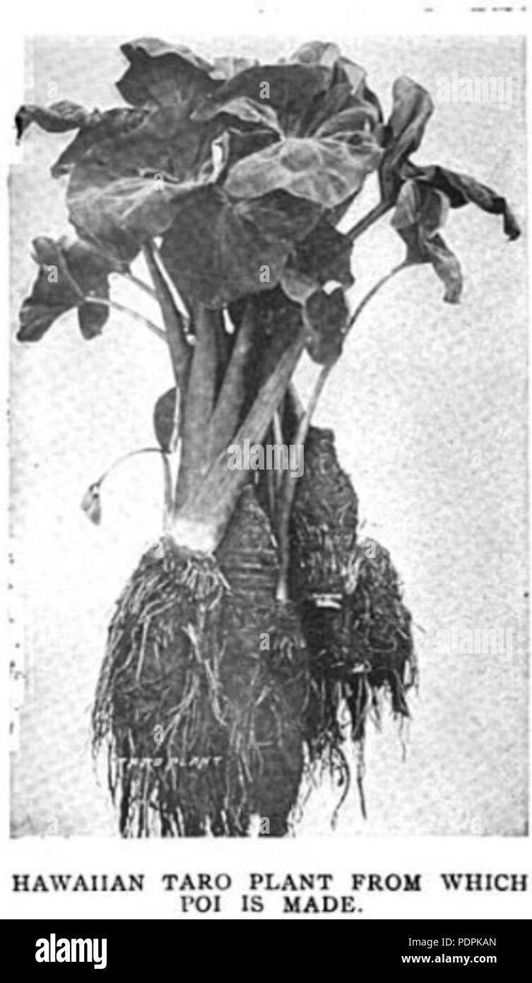 Taro plant Black and White Stock Photos & Images - Alamy