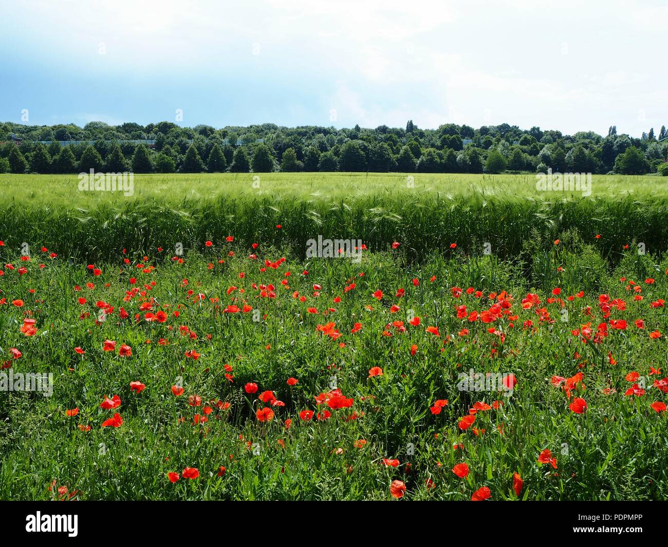 Rural poppy field hi-res stock photography and images - Alamy