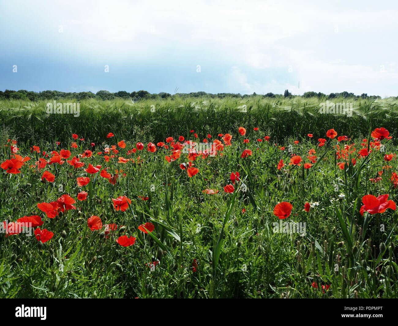 Poppy flower field Stock Photo - Alamy