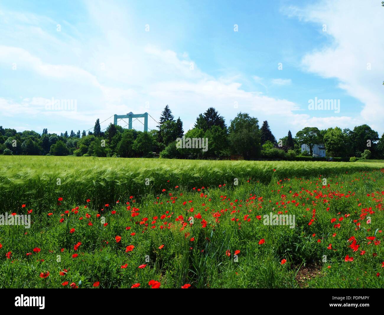 Rural poppy field hi-res stock photography and images - Alamy