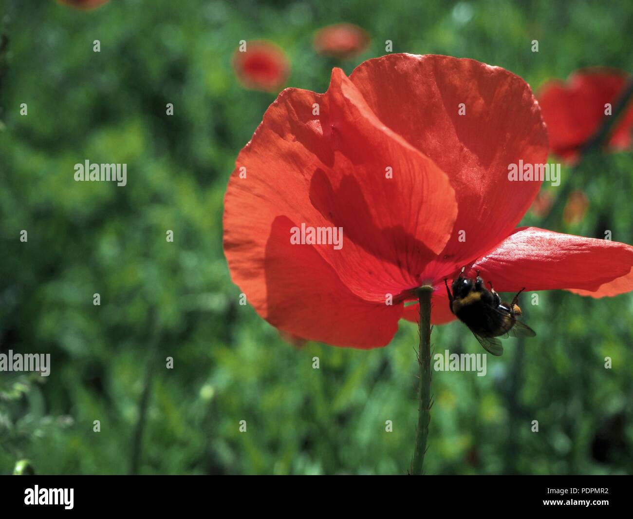 Poppy evening hi-res stock photography and images - Alamy