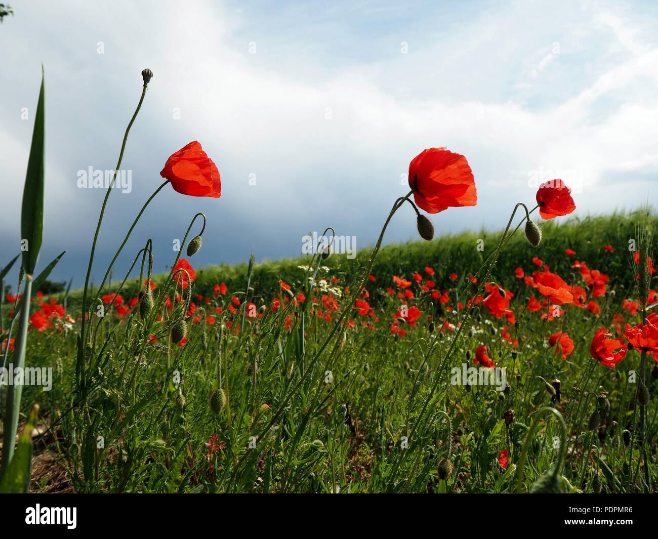 Poppy flower field Stock Photo - Alamy