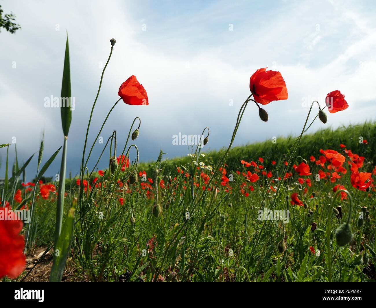 Poppy flower farm with nature hi-res stock photography and images - Alamy