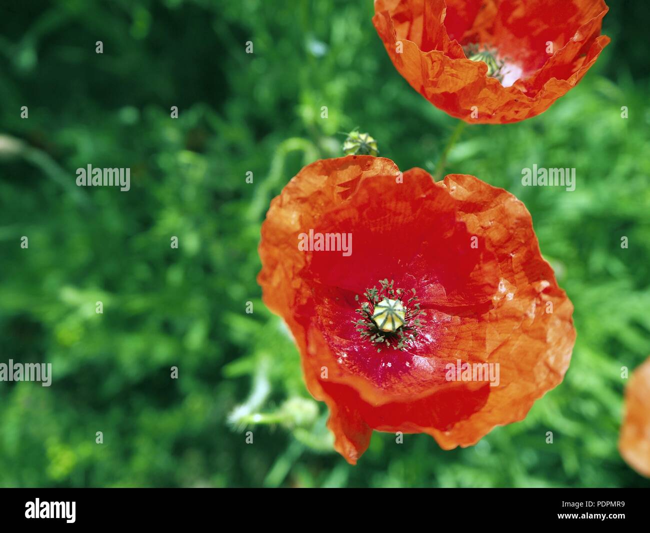 Poppy evening hi-res stock photography and images - Alamy