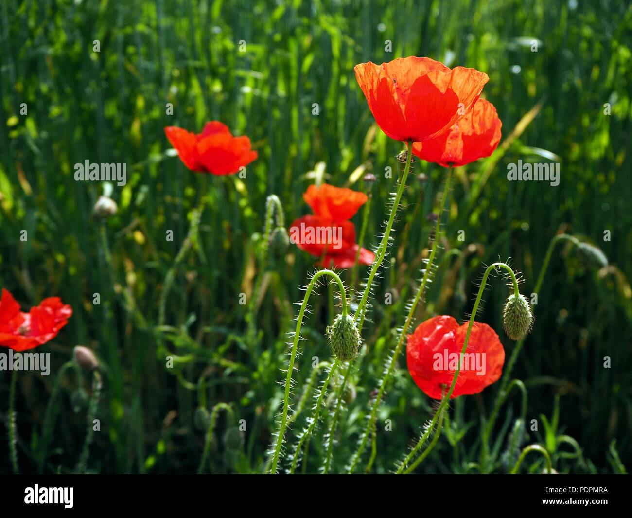 Poppy flower field Stock Photo - Alamy
