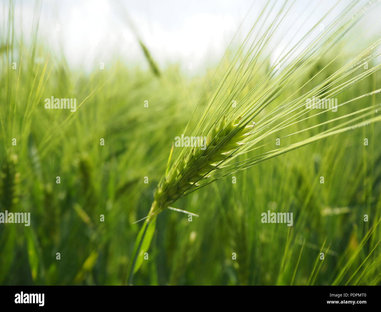 Green wheat field Stock Photo - Alamy
