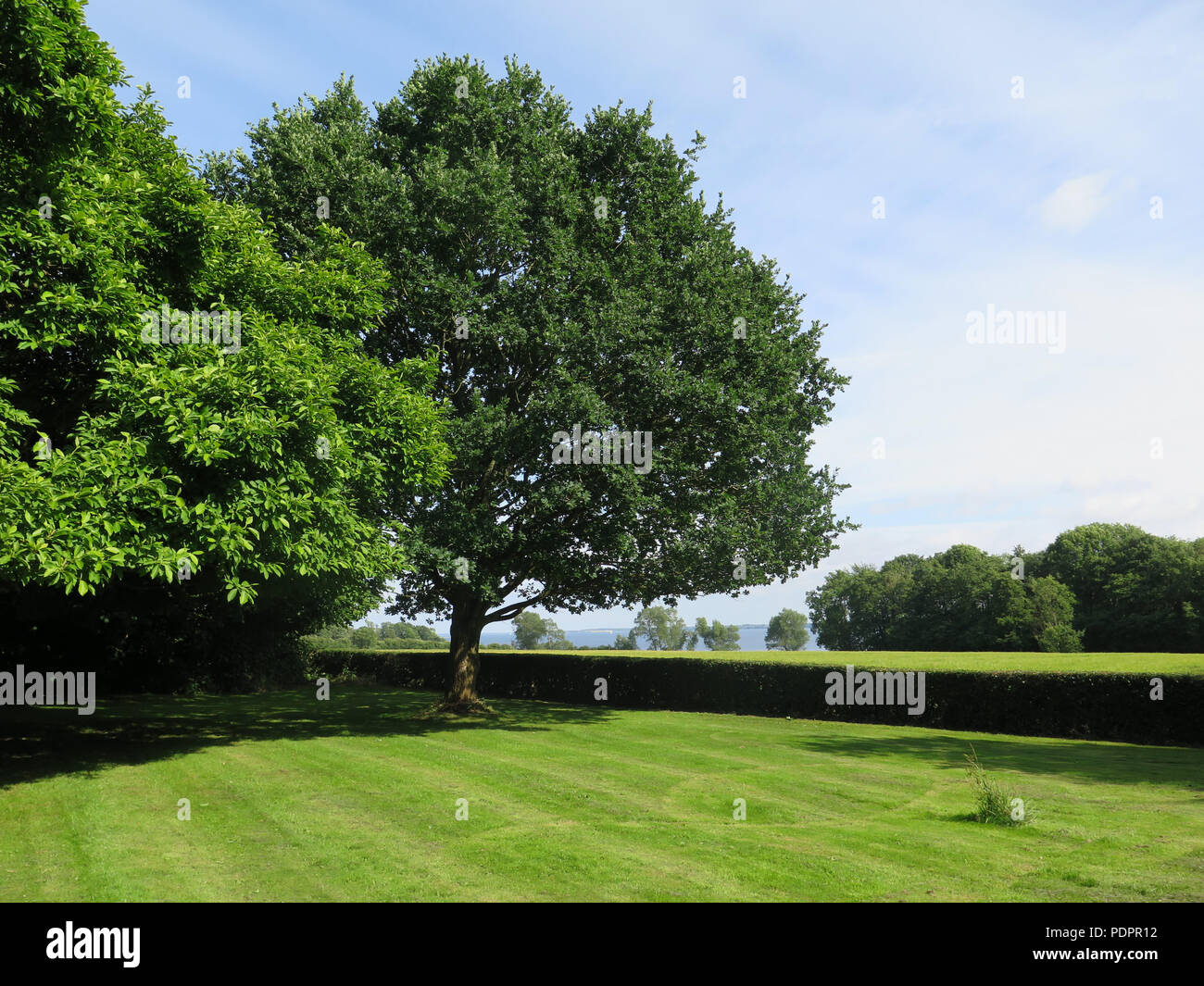 Two Large trees on farmhouse lawn in Southern Denmark Stock Photo - Alamy