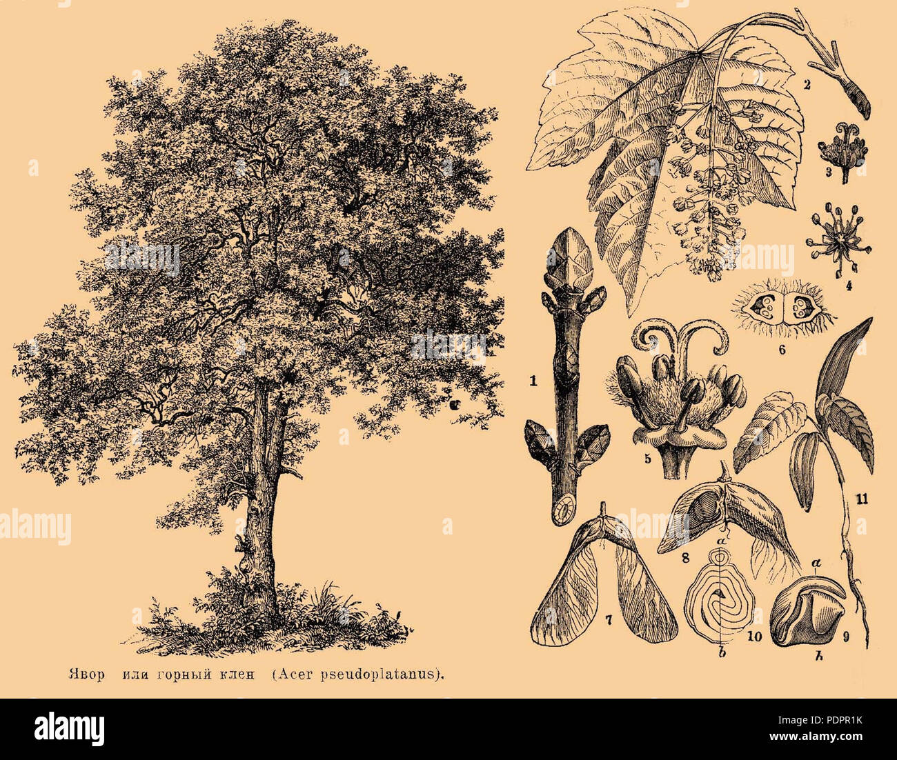 Encyclopedic dictionary hi-res stock photography and images - Alamy