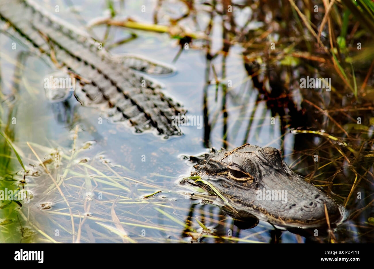 Alligator half submerged in swamp Stock Photo - Alamy