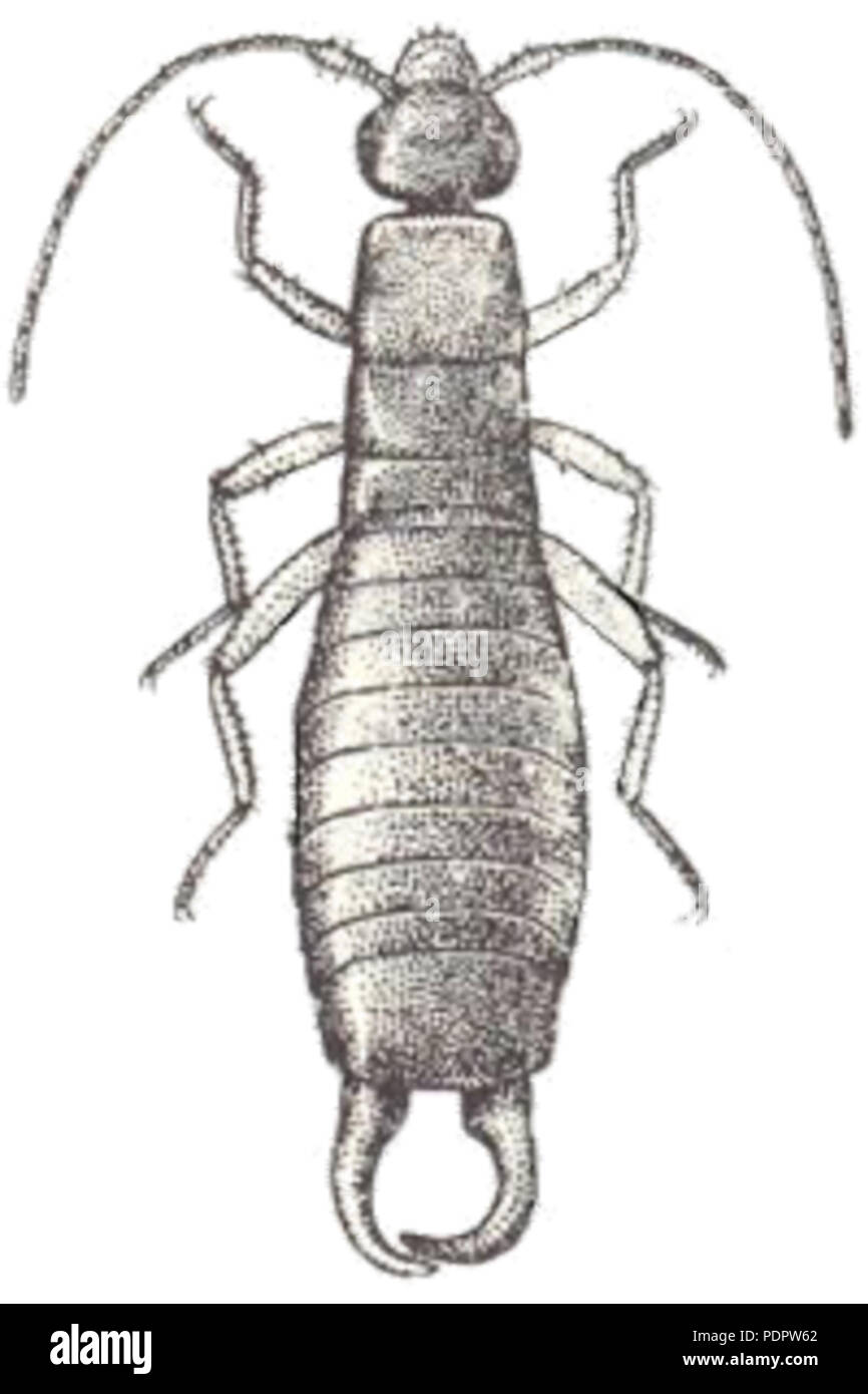 Anisolabis maritima hi-res stock photography and images - Alamy