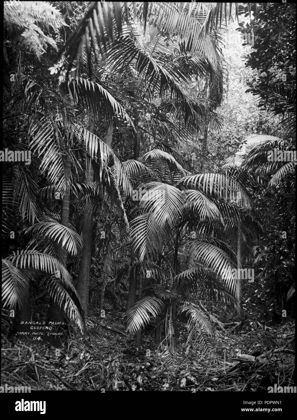 Tropical palms trees palm Black and White Stock Photos & Images - Alamy