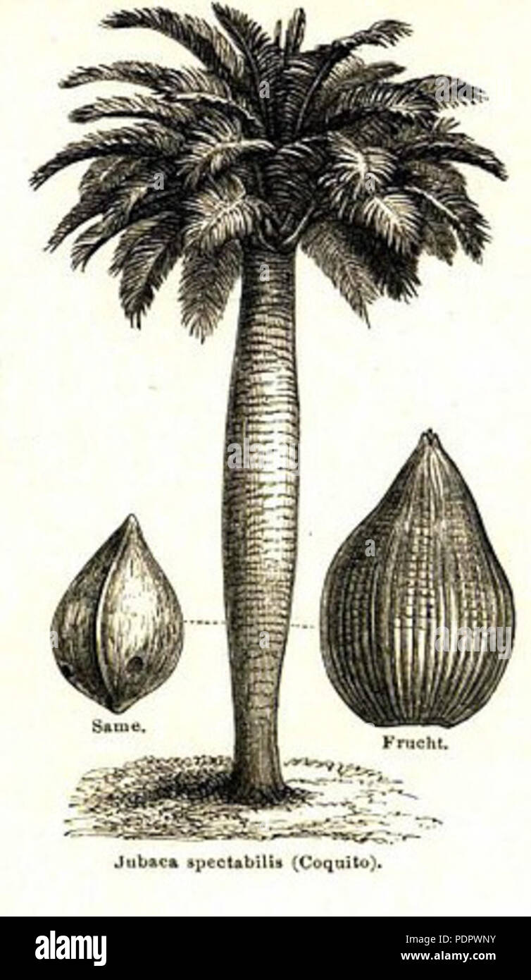 2 Jubaea spectabilis Stock Photo - Alamy