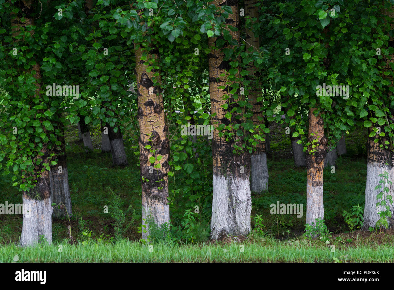 Harbin summer hi-res stock photography and images - Alamy