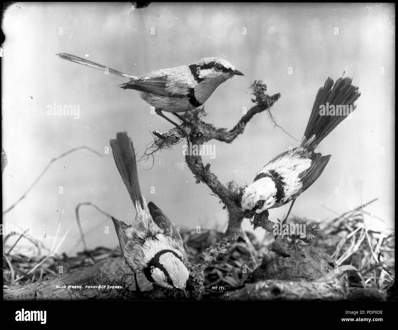 Small bird blue Black and White Stock Photos & Images - Alamy