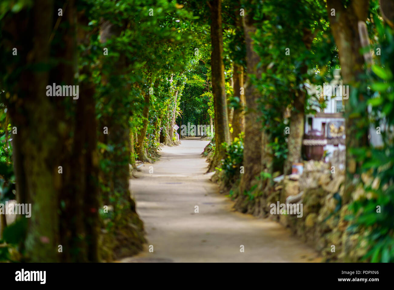 Garcinia trees hi-res stock photography and images - Alamy