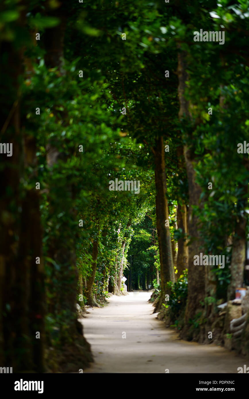 Garcinia trees hi-res stock photography and images - Alamy